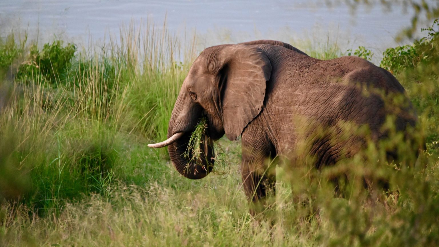Transboundary Waters and Biodiversity Conservation: How CIWA Program ...